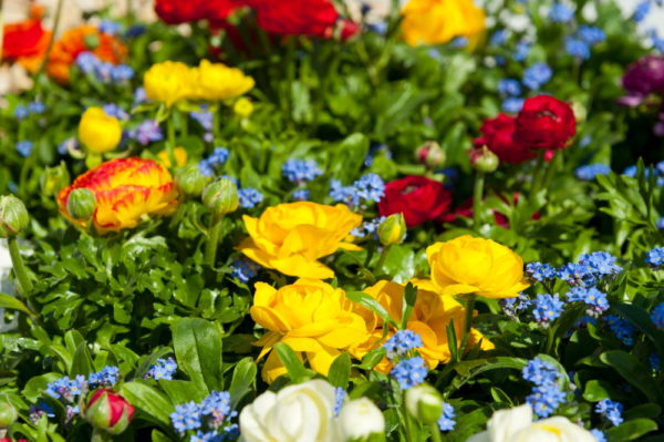Blumen von - Blumen Kleissner Graz